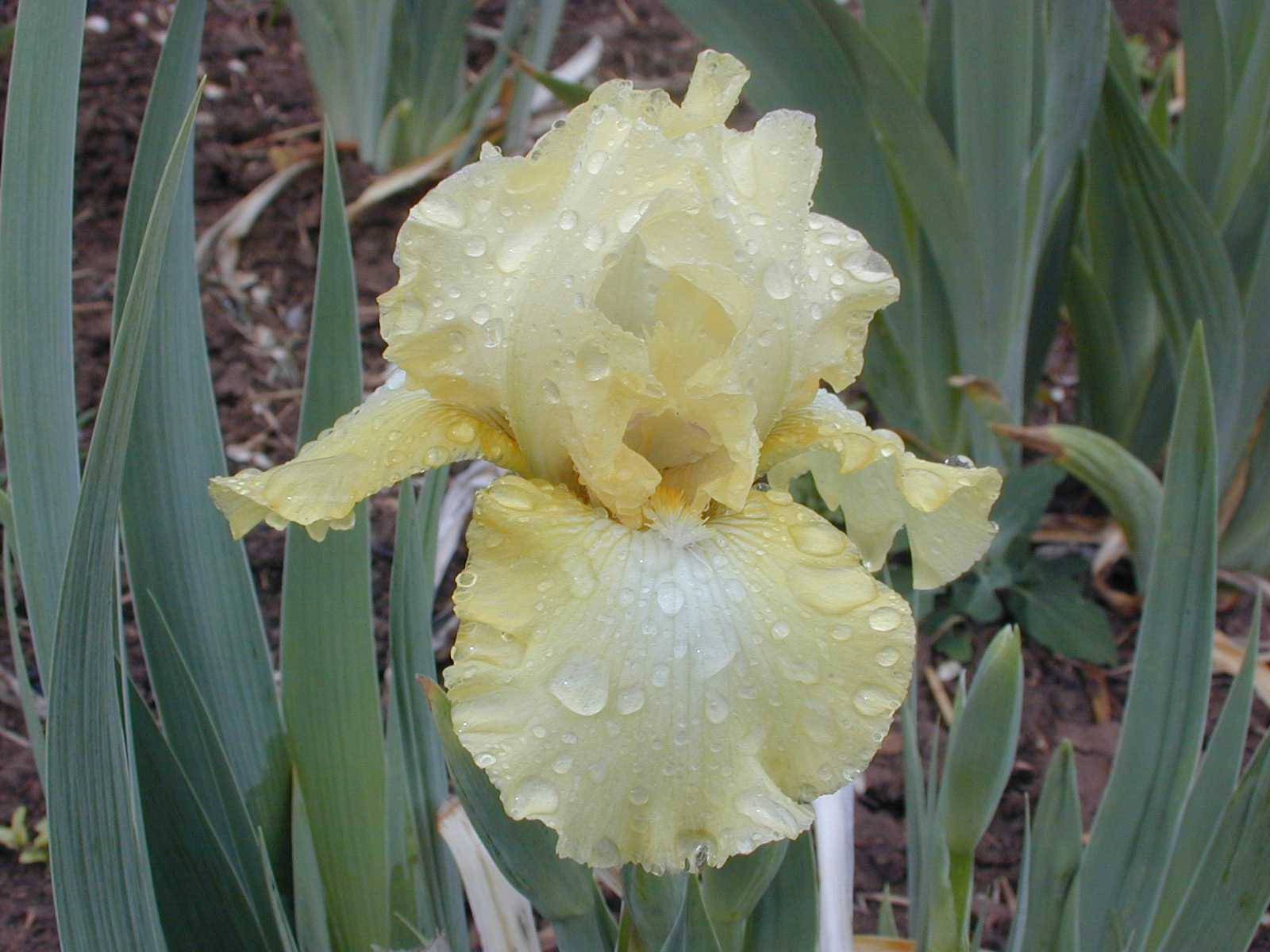 Willow Bend Iris Farm