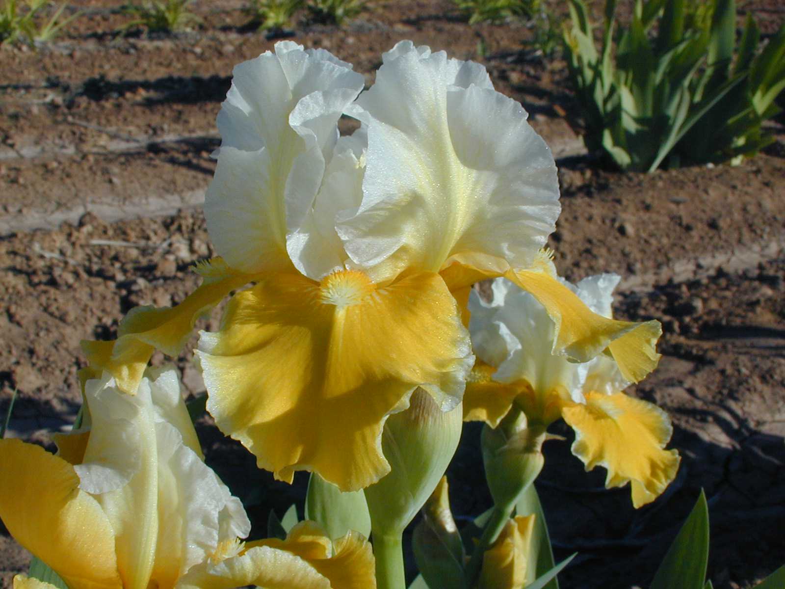 Intermediate Bearded - Willow Bend Iris Farm