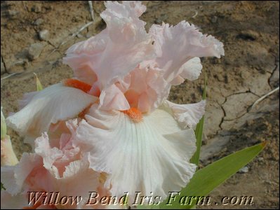 Tall Bearded (A-B) - Willow Bend Iris Farm