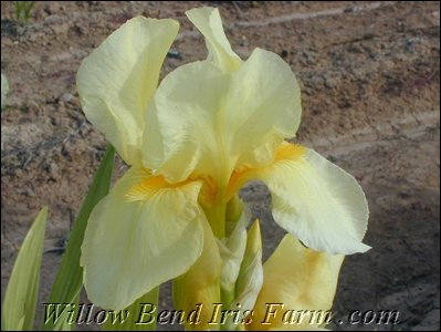 Historic Iris - Willow Bend Iris Farm