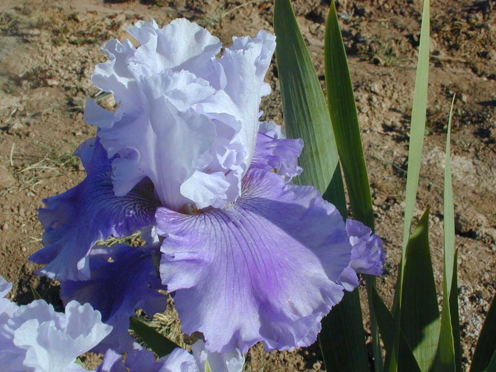 Willow Bend Iris Farm