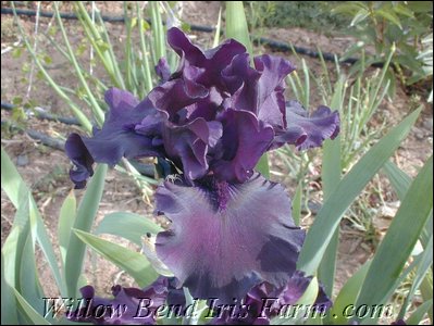 Tall Bearded (H-L) - Willow Bend Iris Farm