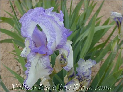 Tall Bearded (M-O) - Willow Bend Iris Farm