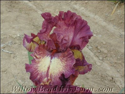 Willow Bend Iris Farm