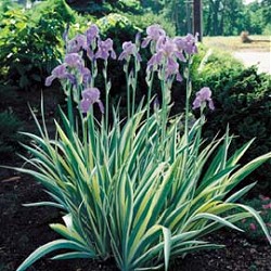 Willow Bend Iris Farm