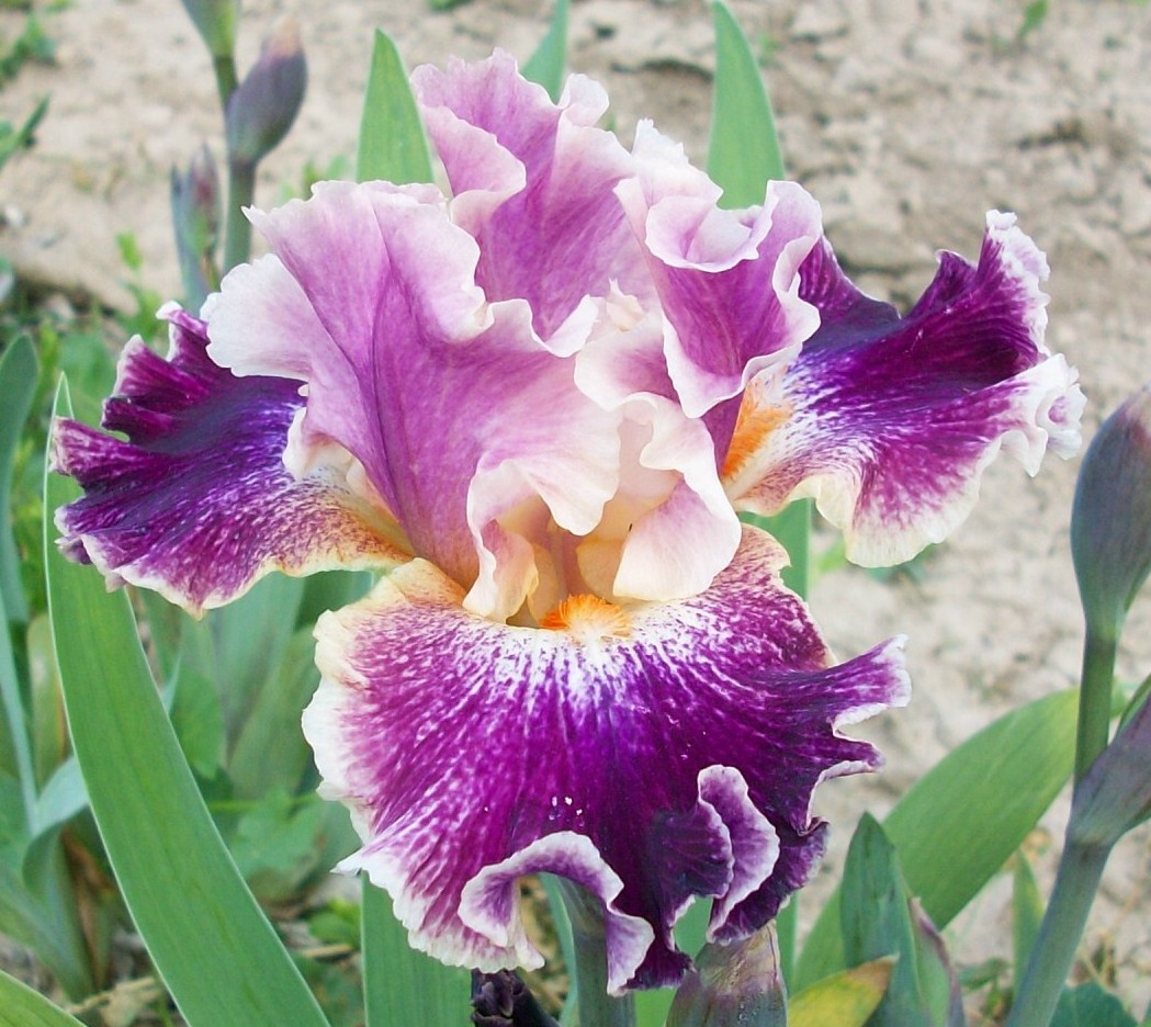 Tall Bearded (T-Z) - Willow Bend Iris Farm